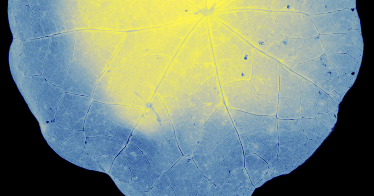 OFFSCREEN | Suzanne Lafont